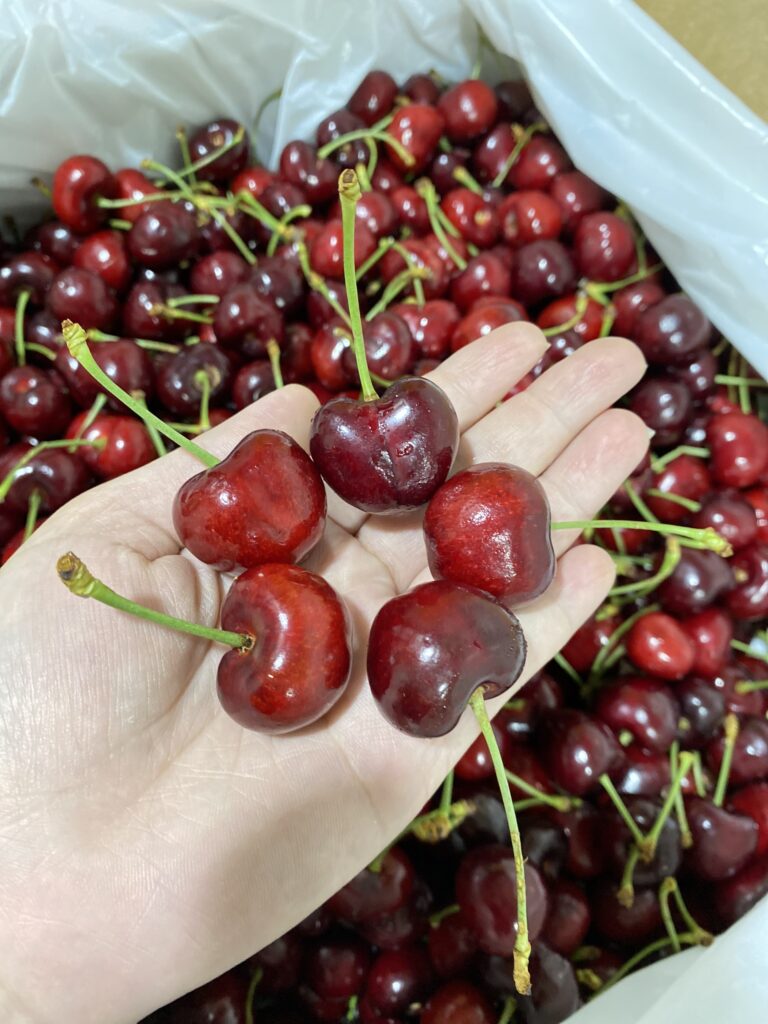 Cherry mỹ size 9,5 - Tân Hoàng Phát Goku